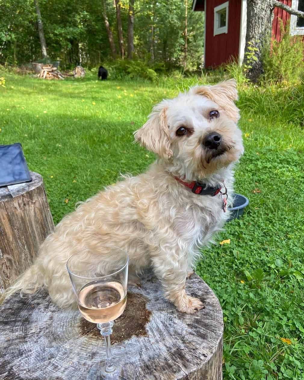 Havanese Mixes: 30 Cutest Havanese Hybrids