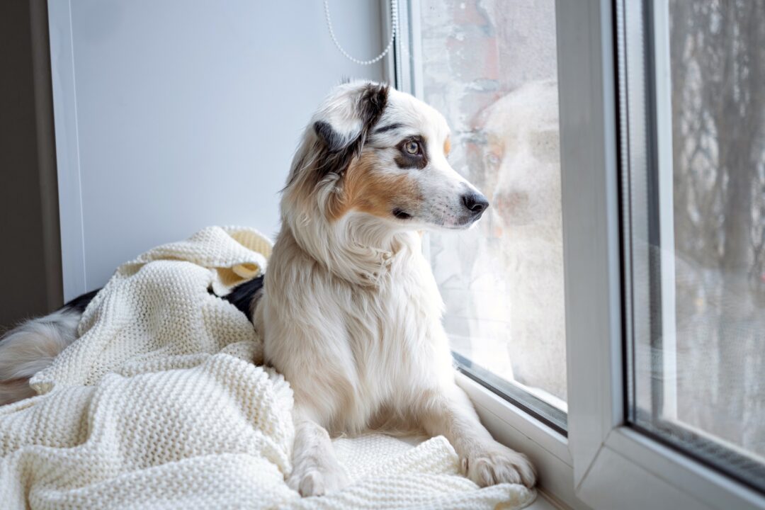 Australian Shepherd Shedding: How Much Do Aussies Shed?