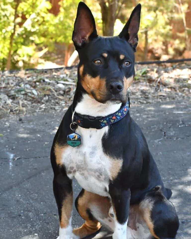Decker Rat Terrier | Breed Information, Pictures, Facts & FAQs