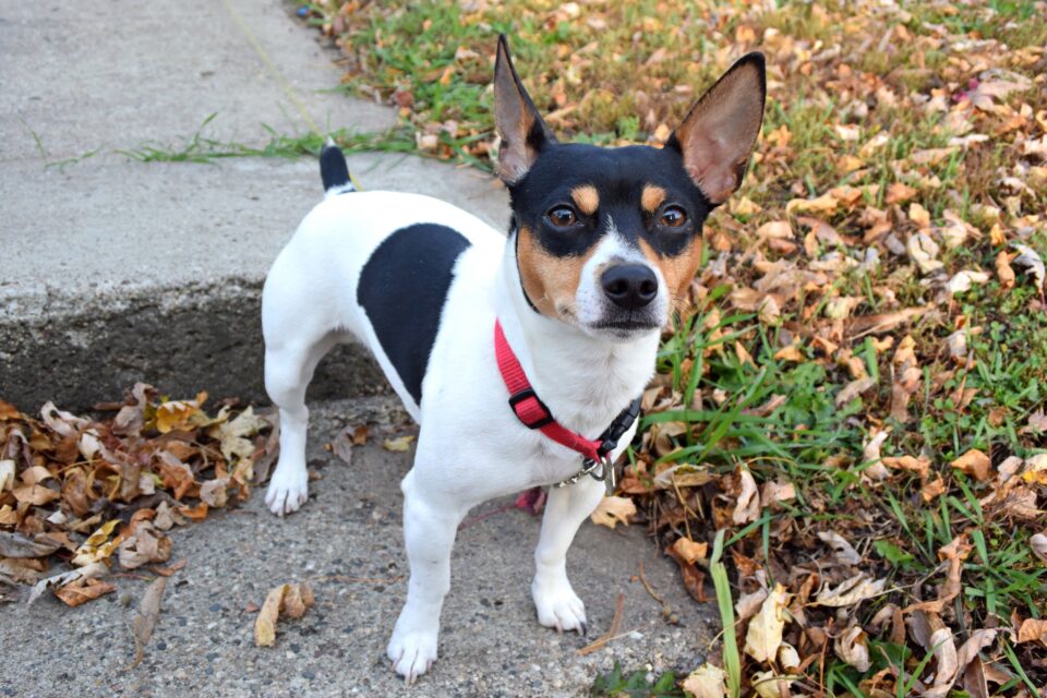 Decker Rat Terrier | Breed Information, Pictures, Facts & FAQs