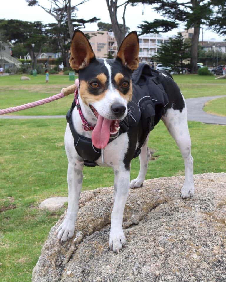 Decker Rat Terrier | Breed Information, Pictures, Facts & FAQs