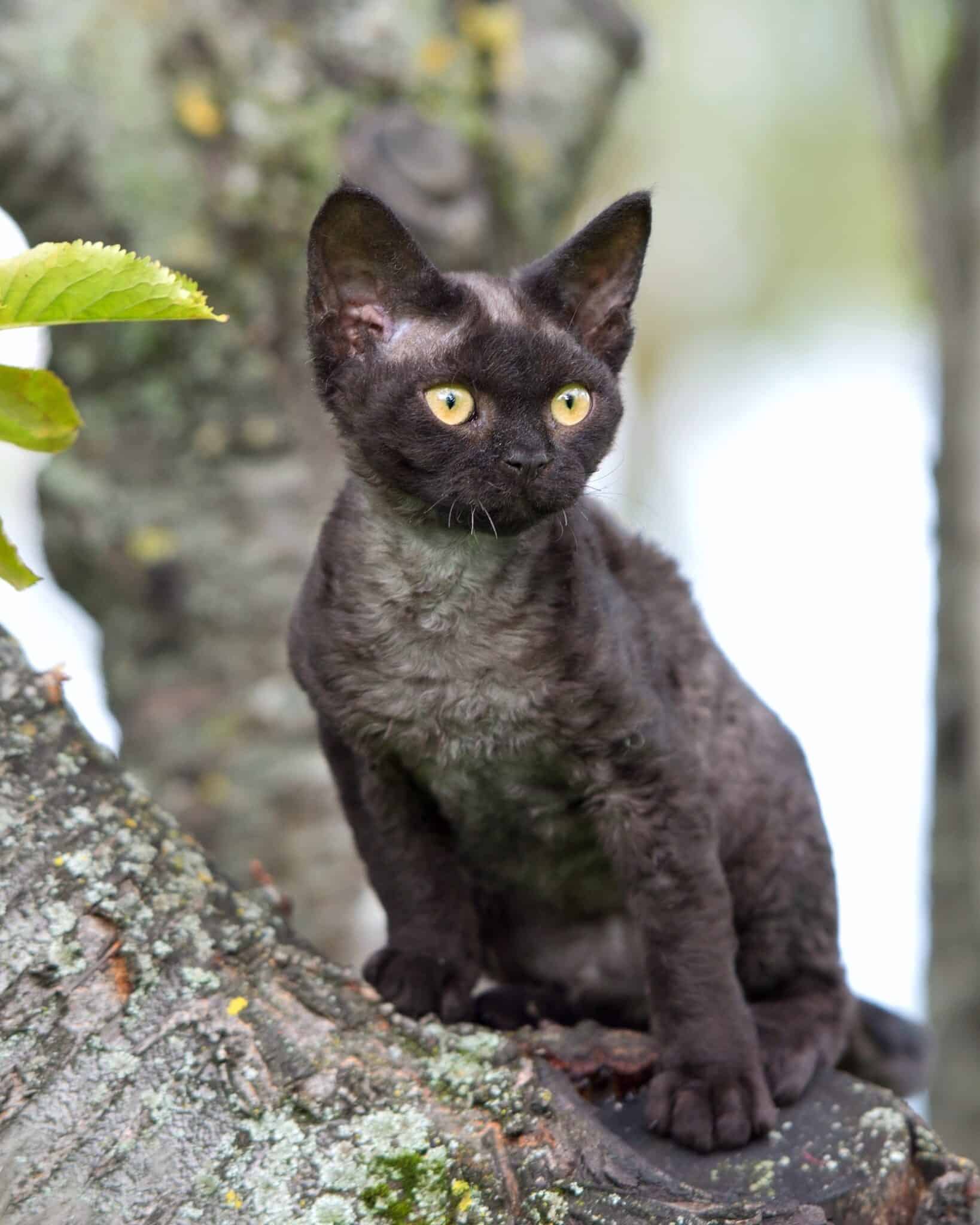 Orange Eyes in Cats: What Breed of Cat Has Orange Eyes?