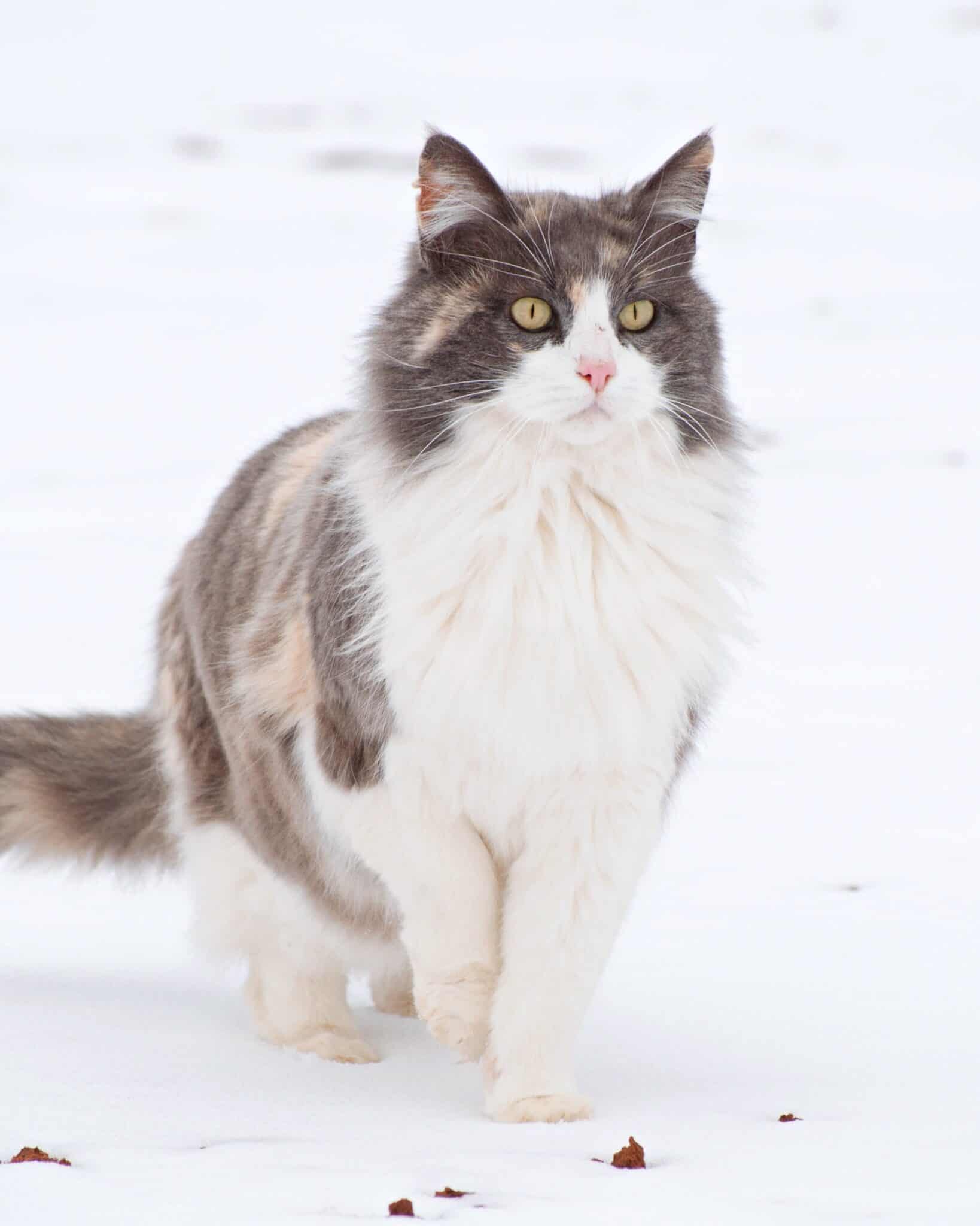 Dilute Tortie Cat: Facts, Genetics, Health & FAQs