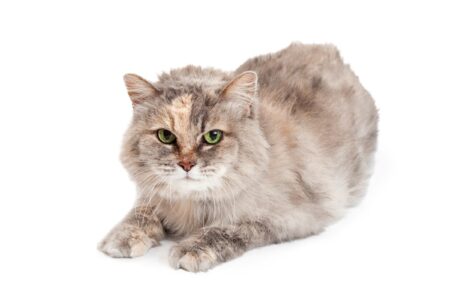 Dilute Tortie Cat: Facts, Genetics, Health & FAQs