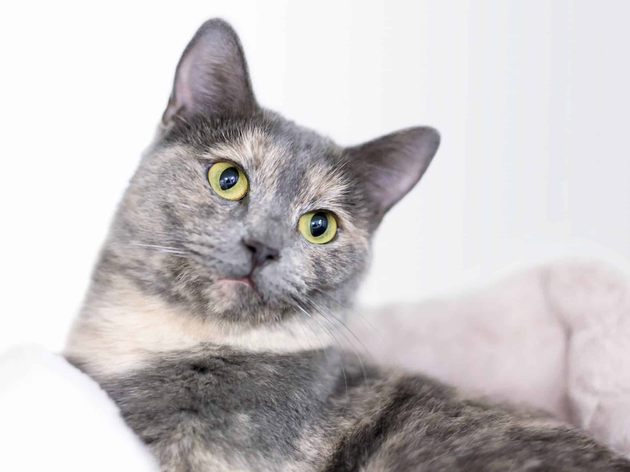 Dilute Tortie Cat Facts Genetics Health And Faqs