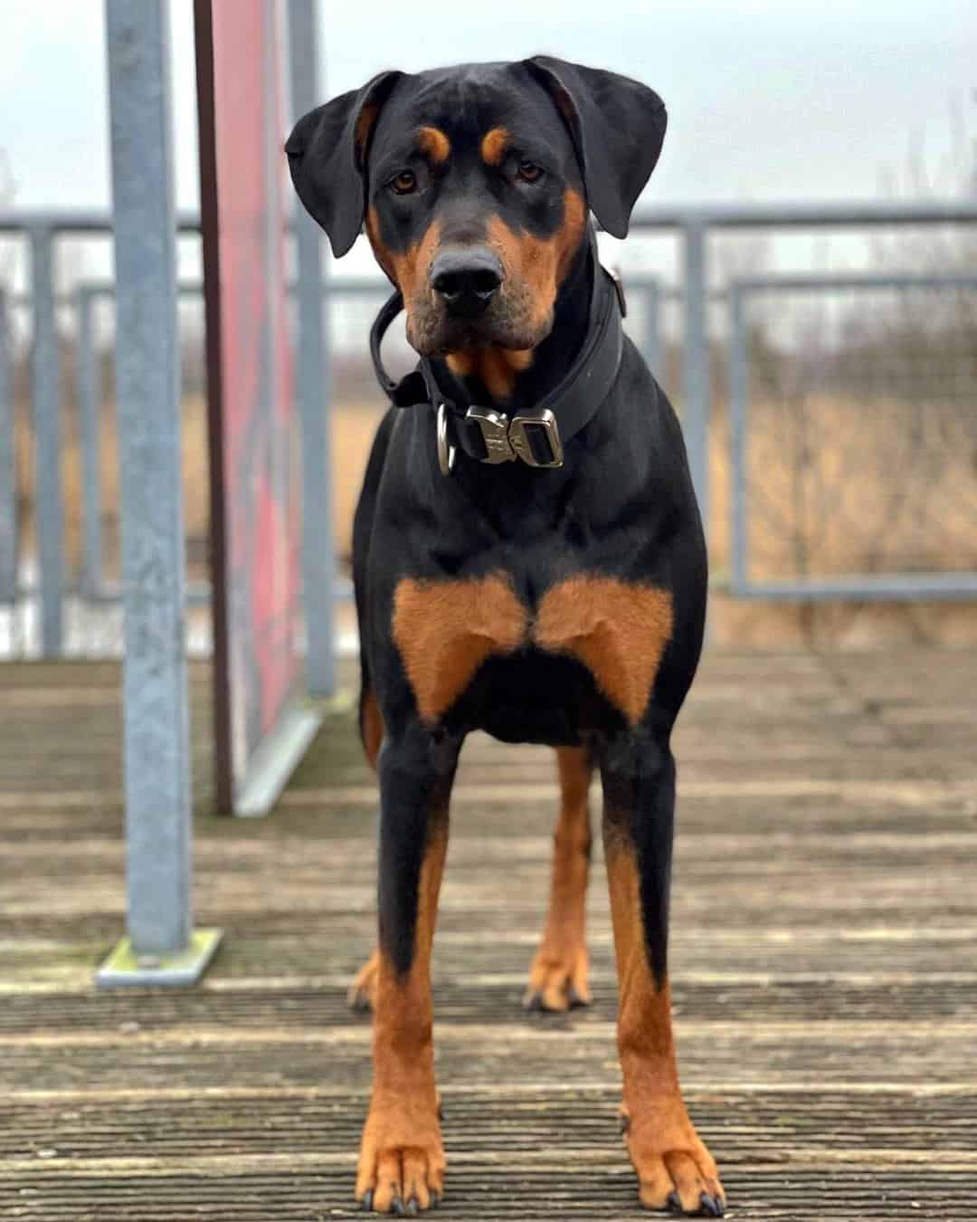 Cane Corso Mixes: 21 Unusual Crossbreeds