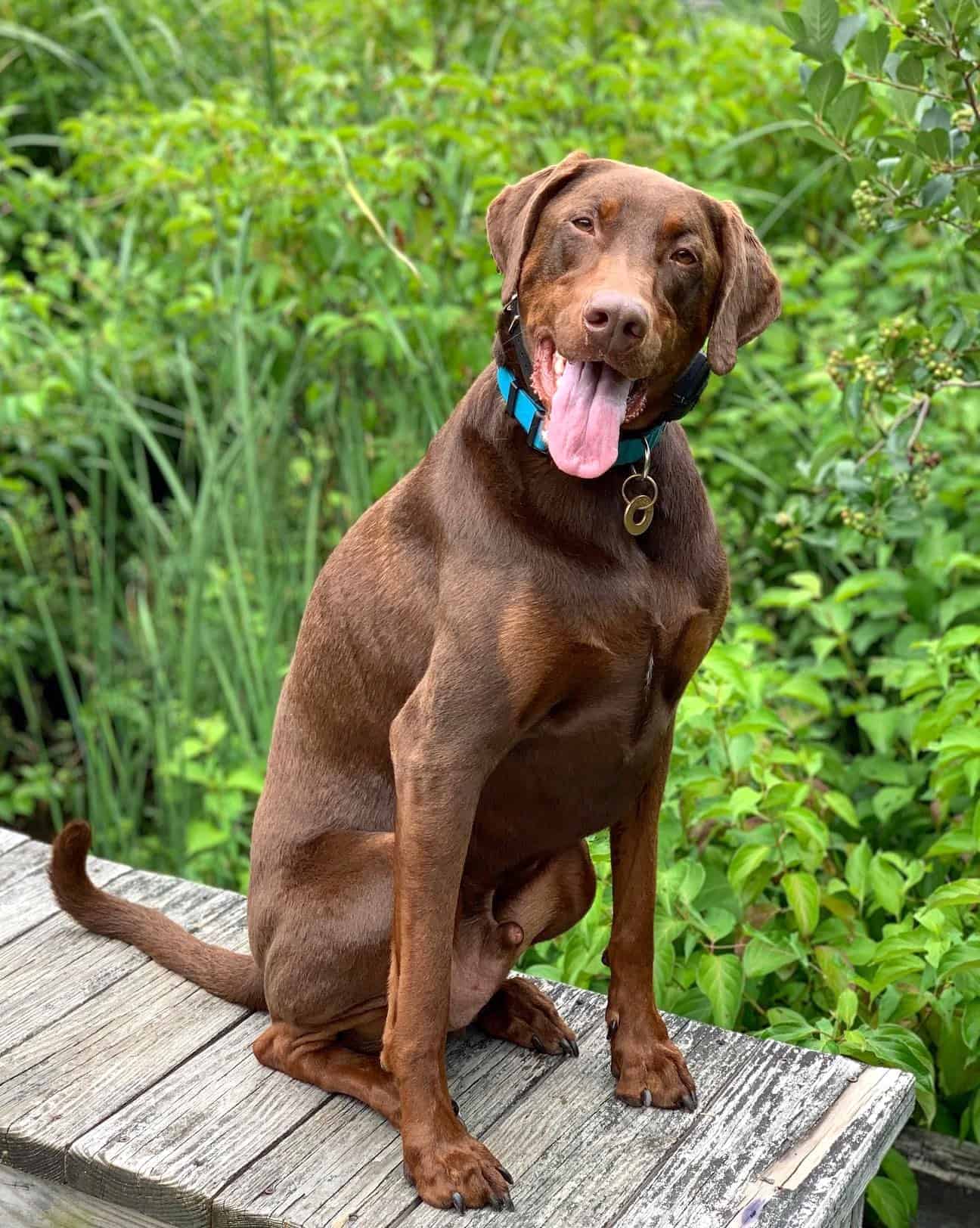 Doberman Mixes: 45 Different Doberman Pinscher Crossbreeds