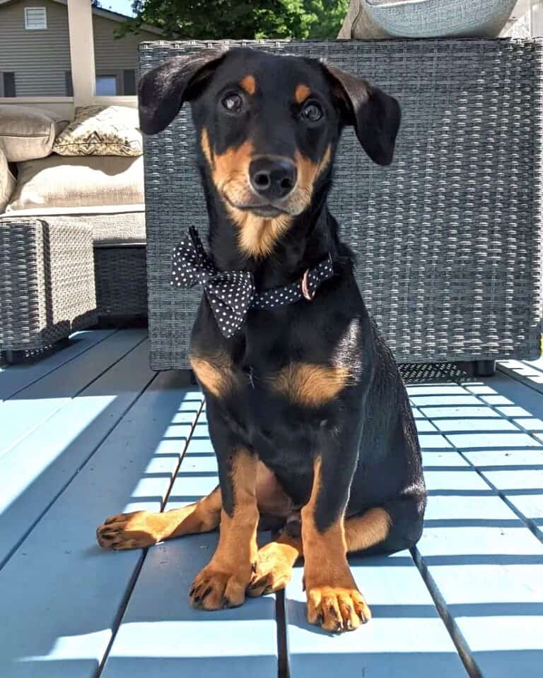 64 Cutest Corgi Mixes You'll Want to Adopt (With Pictures)