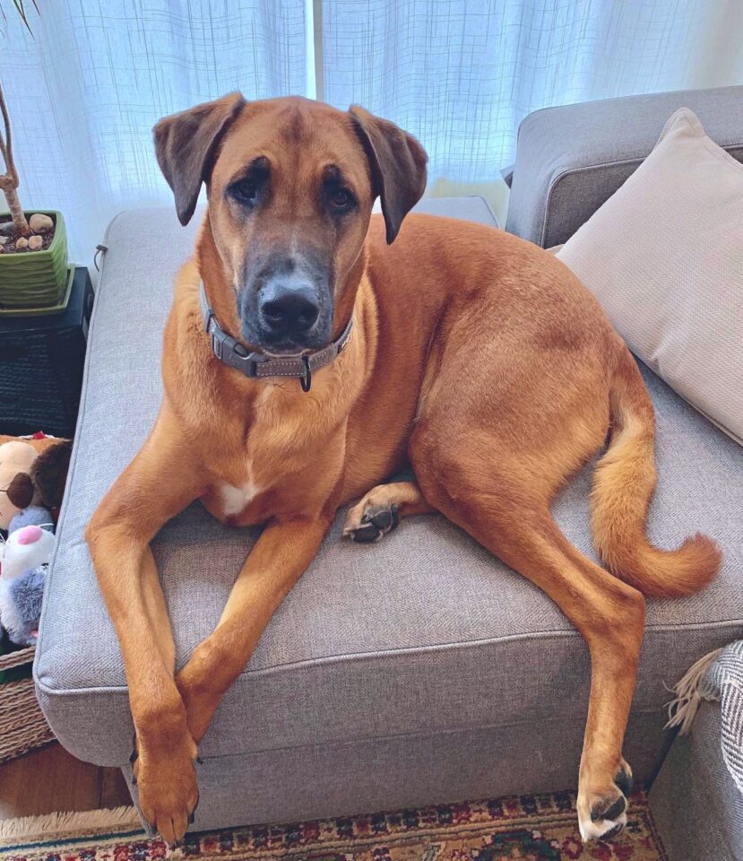 Akita Mixes: 38 Unique Akita Crossbreeds (With Pictures)