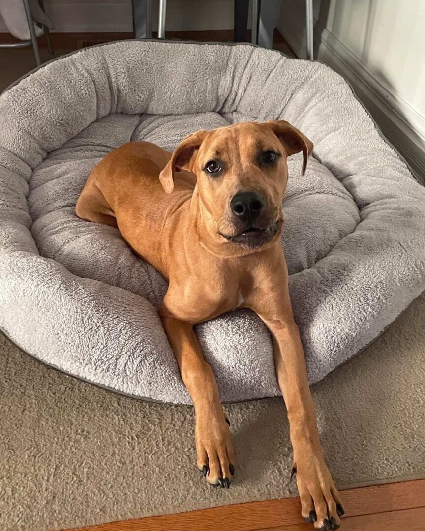 Doberman Mixes: 45 Different Doberman Pinscher Crossbreeds