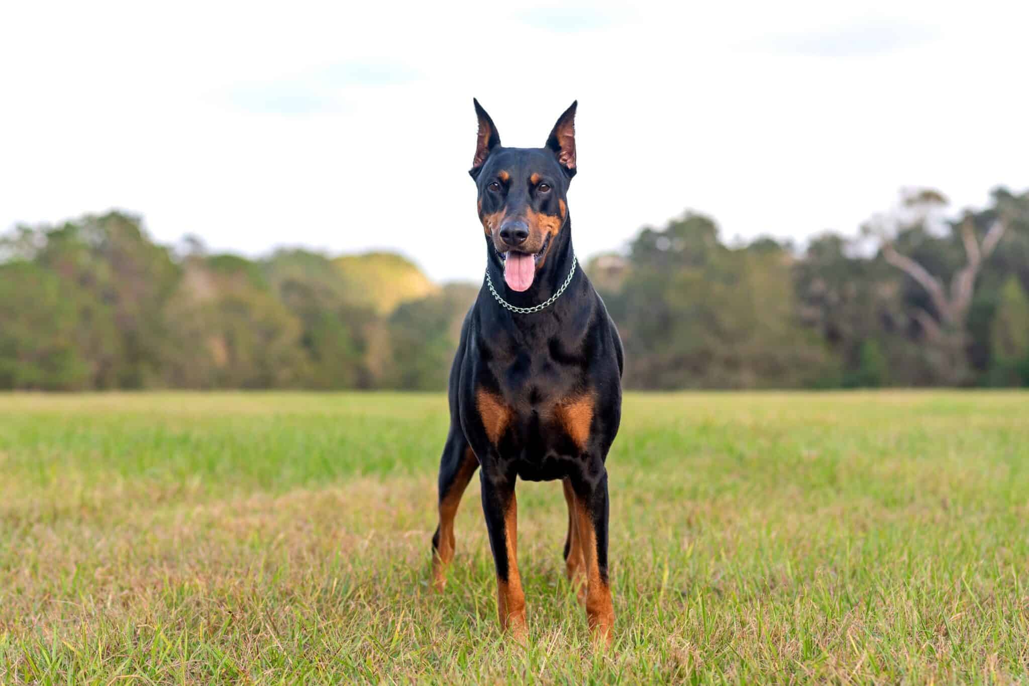 Doberman Ear Cropping: Everything You Need to Know