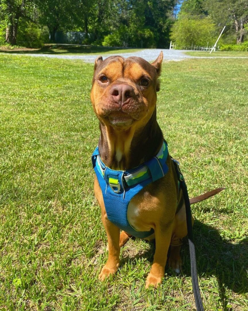 37 Interesting Shar-Pei Mixes You Must See (With Pictures)