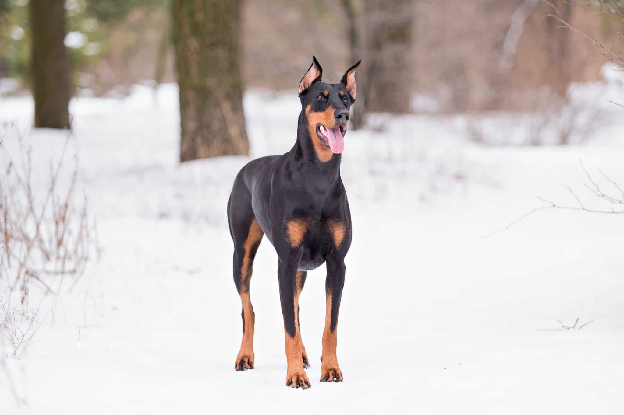 Doberman Ear Cropping: Everything You Need to Know