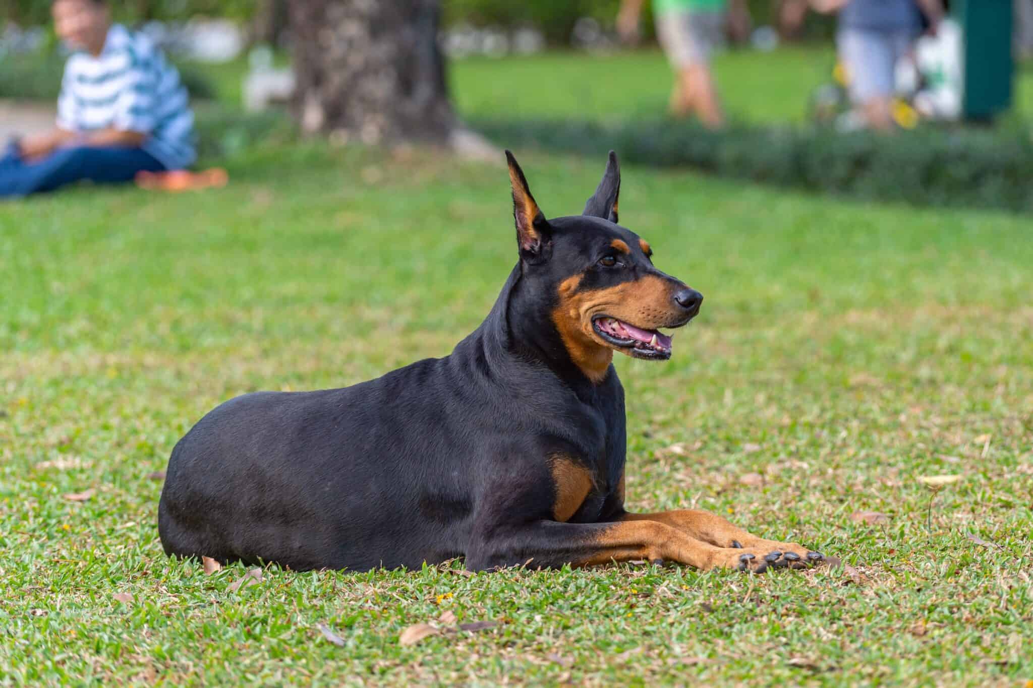 Doberman Ear Cropping: Everything You Need to Know