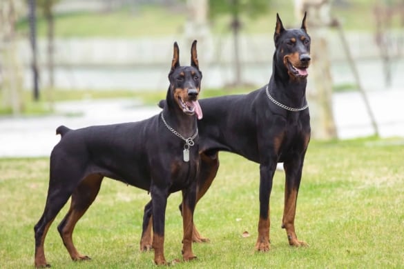 Isabella German Shepherd: Facts, Traits & More (With Pictures)