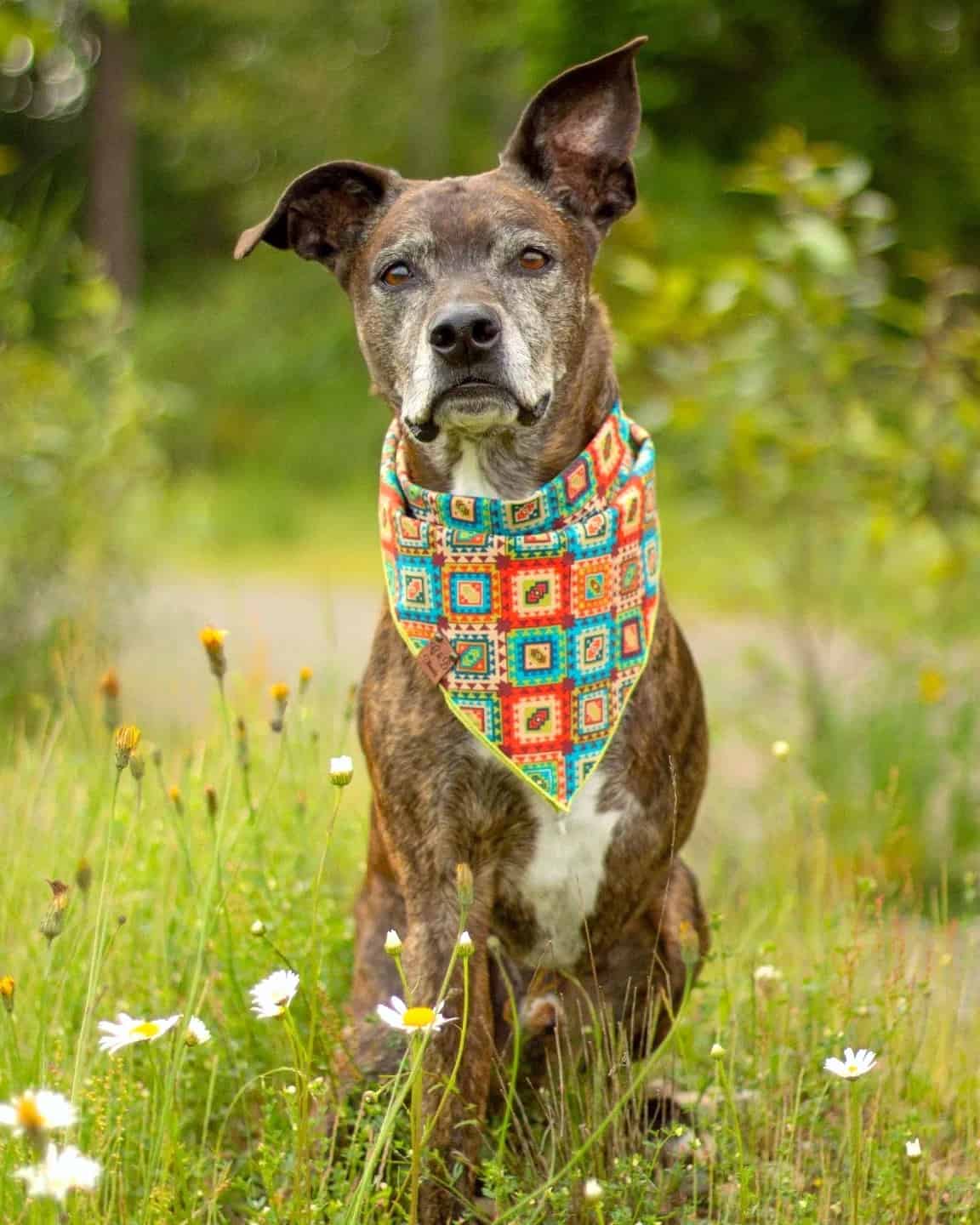 Boston Terrier Mixes: 52 Different Crossbreeds You'll Love