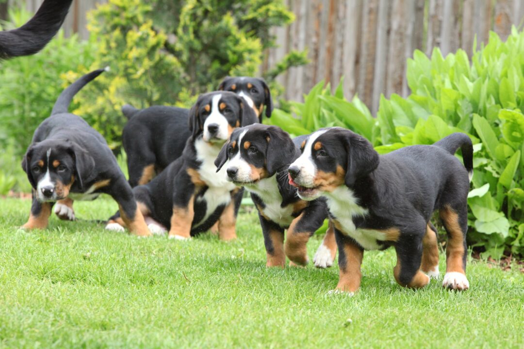 Breeding Rights for Dogs: What They Are, Paperwork & Warnings