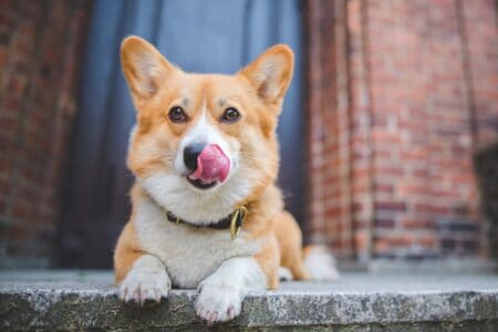 Why Do Dogs Keep Smacking Their Lips? (Top 15 Reasons)