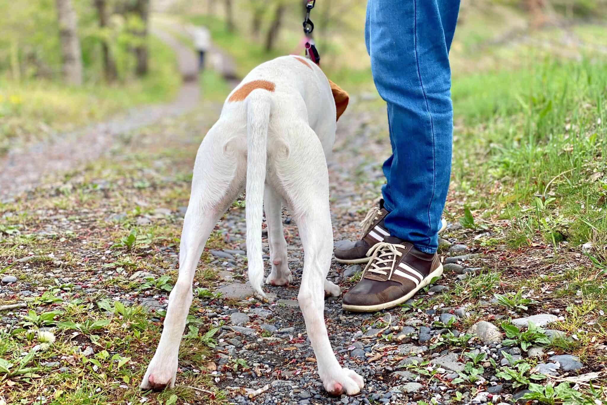 Dog Tail Between Legs: Top 9 Reasons & What to Do