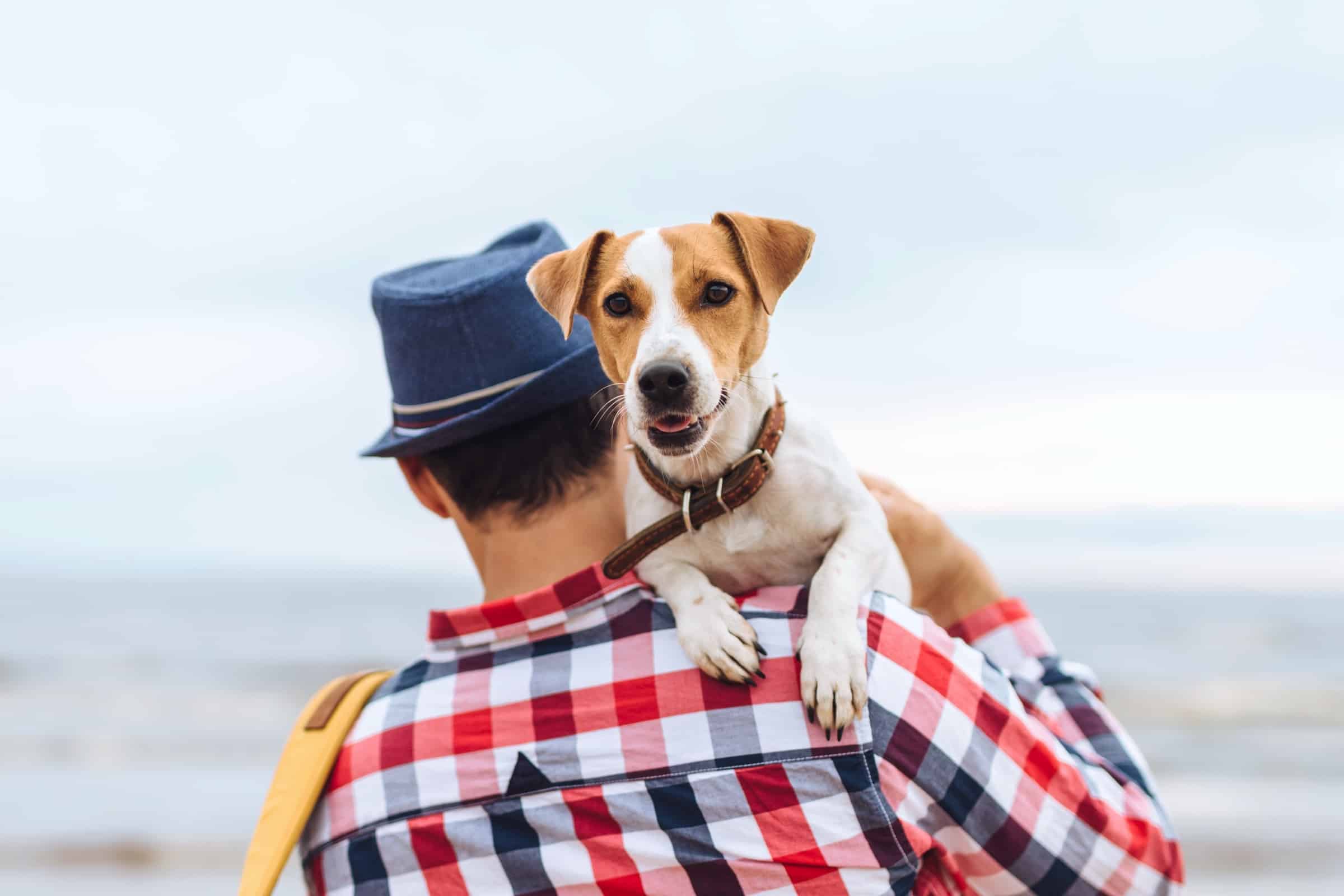 Dog Yelps When Picked Up (Top 10 Reasons & What to Do)