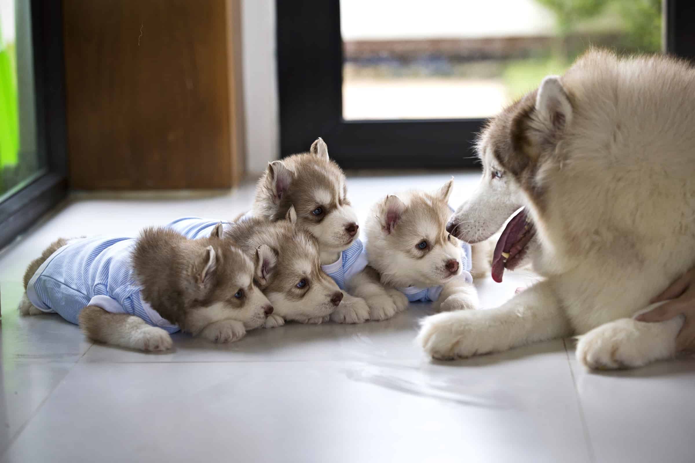 Breeding Rights for Dogs: What They Are, Paperwork & Warnings