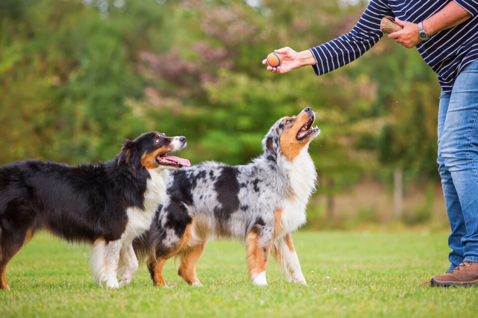 Are Australian Shepherds Aggressive? (& How to Stop Aggression)