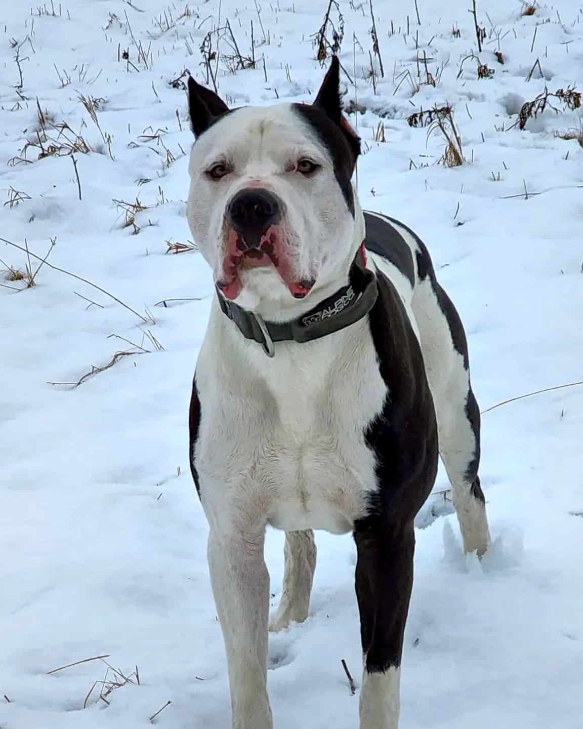 Cane Corso Mixes: 21 Unusual Crossbreeds