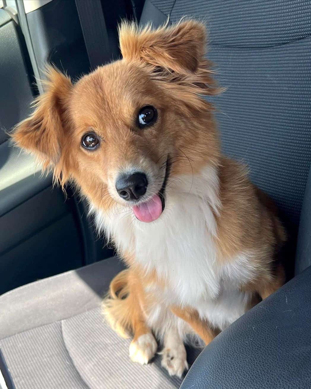64 Cutest Corgi Mixes You'll Want to Adopt (With Pictures)