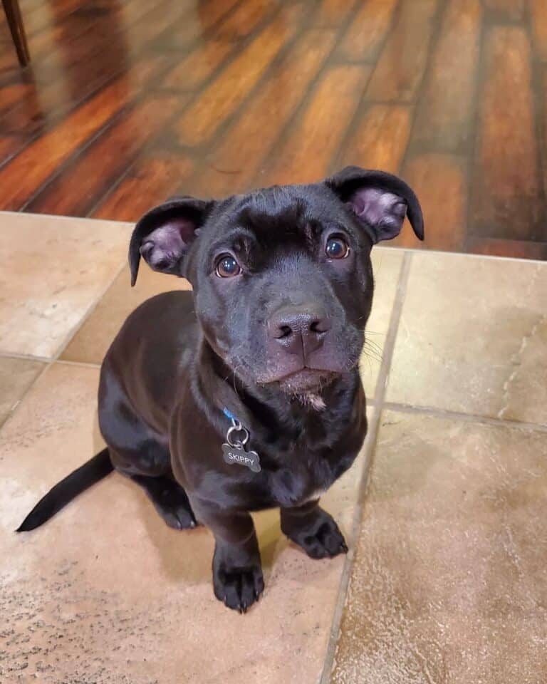 62 Pitbull Mixes That Will Make Your Day (With Pictures)