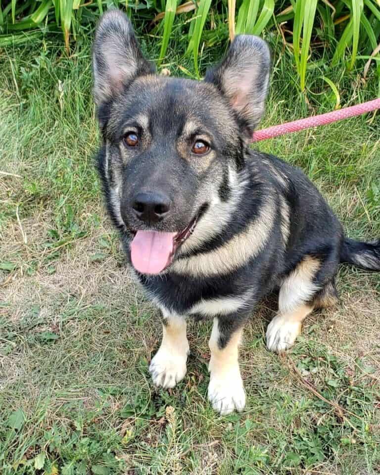 Siberian Husky Mixes: 40 Husky Crossbreeds (With Pictures)