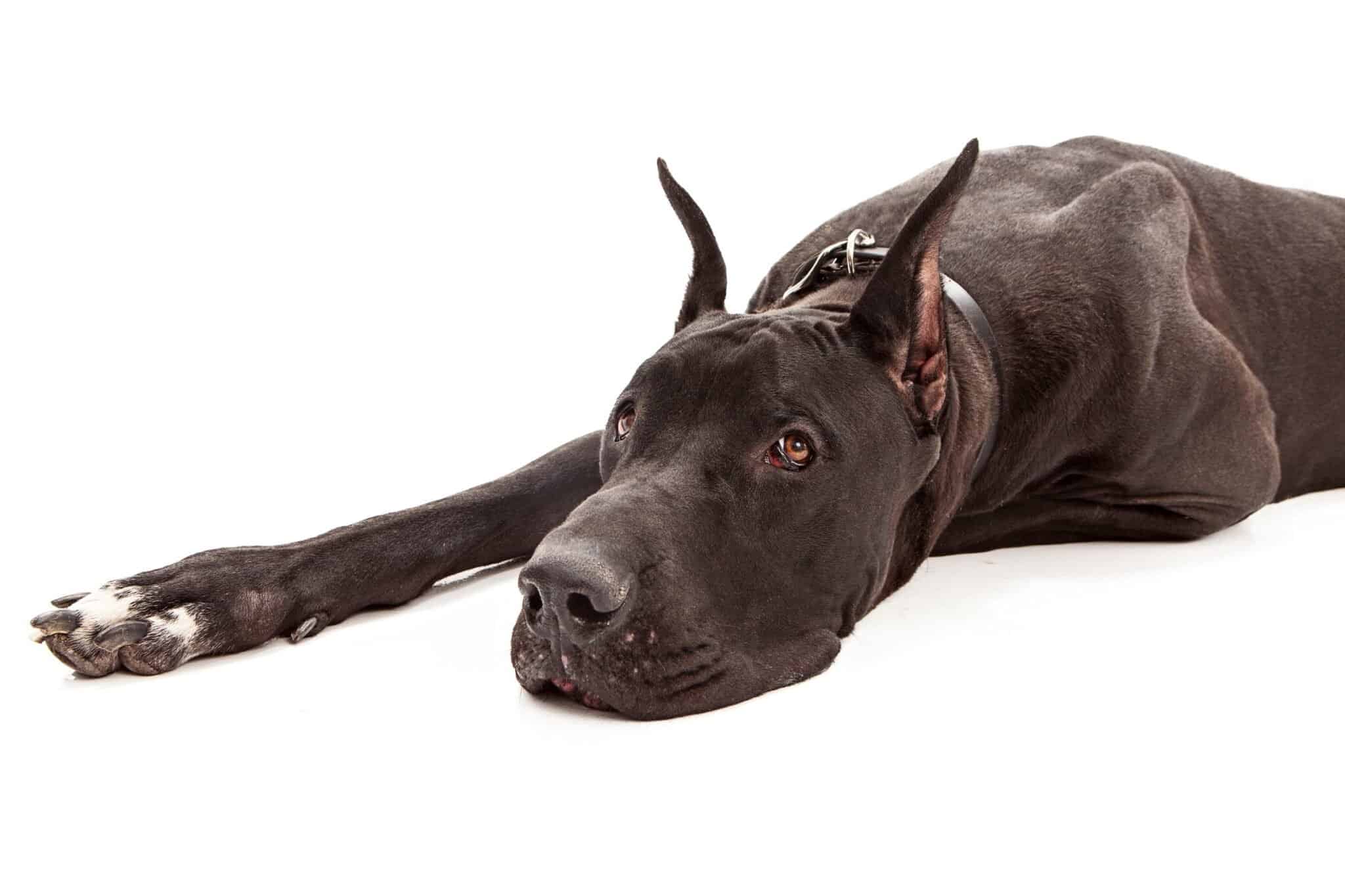 Great Dane Ear Cropping: Everything You Need to Know