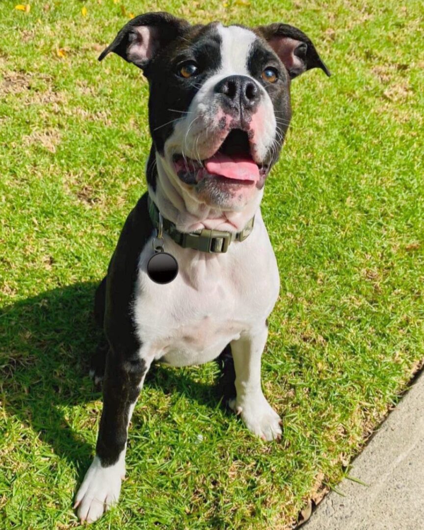 Boston Terrier Mixes: 52 Different Crossbreeds You'll Love