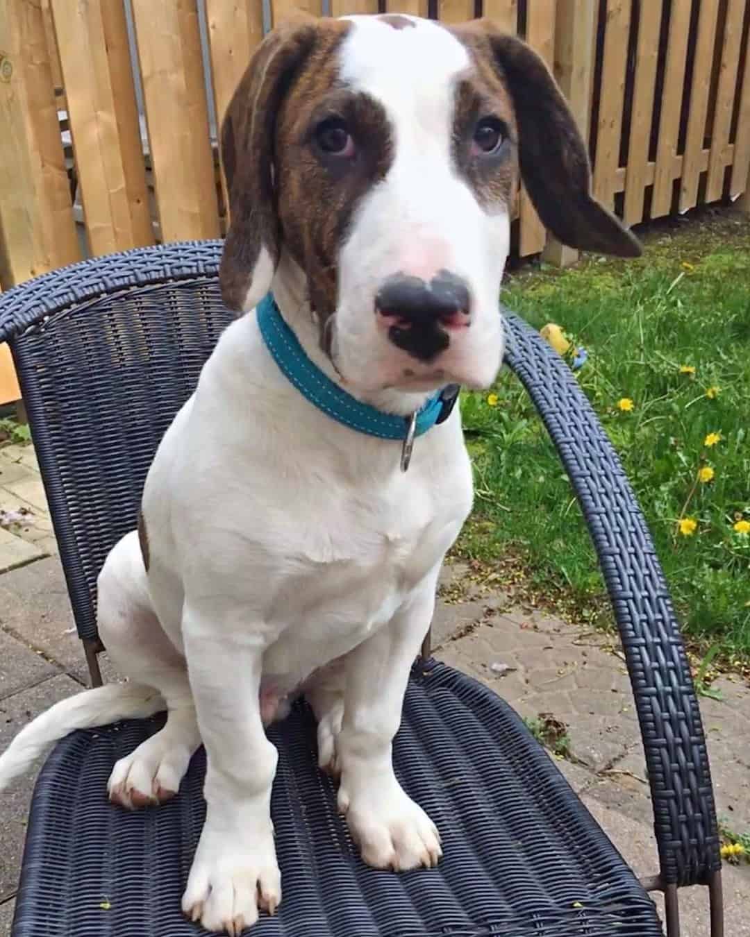 36 Bull Terrier Mixes You'll Want to Bring Home