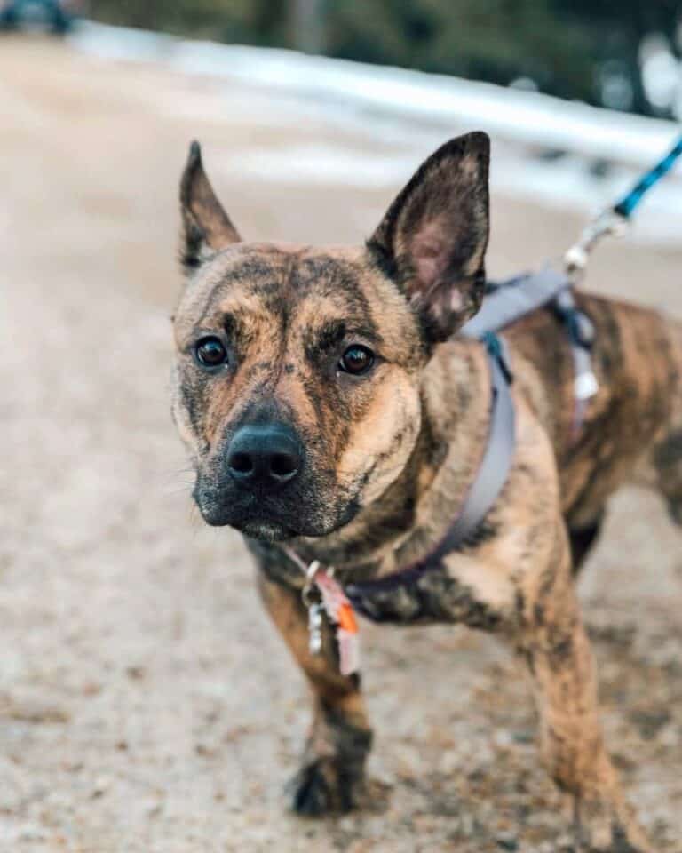 64 Cutest Corgi Mixes You'll Want to Adopt (With Pictures)