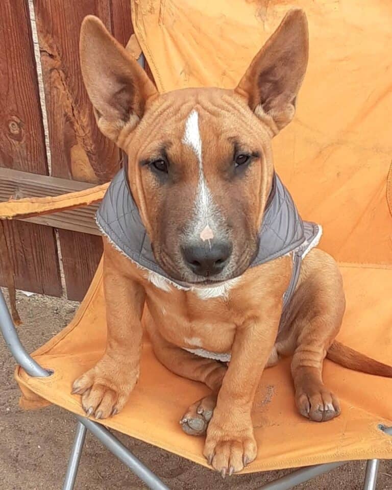36 Bull Terrier Mixes You'll Want to Bring Home