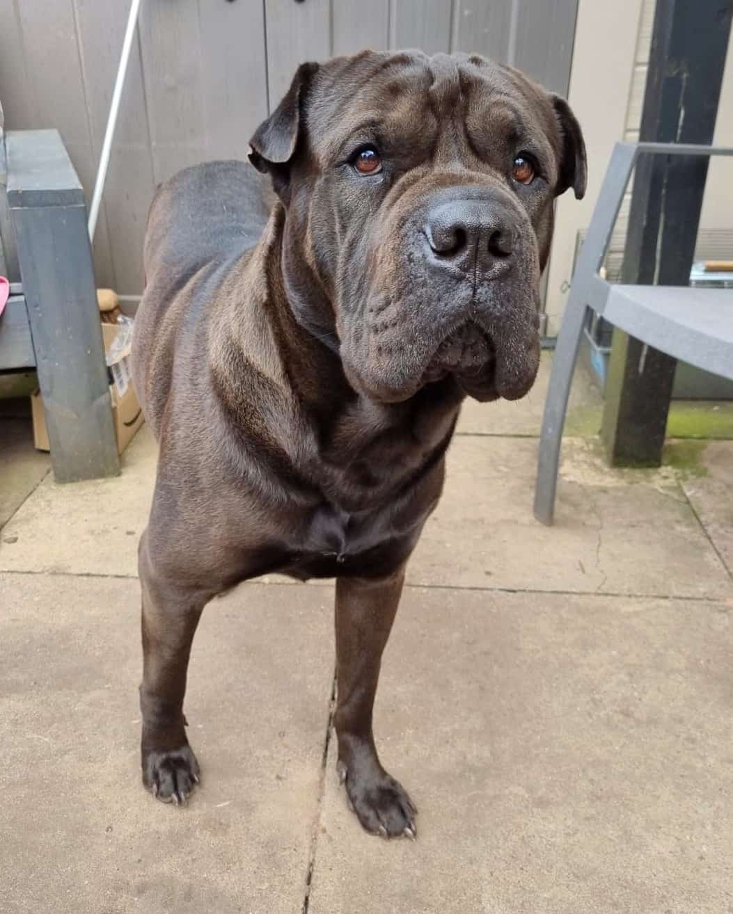 37 Interesting Shar-Pei Mixes You Must See (With Pictures)