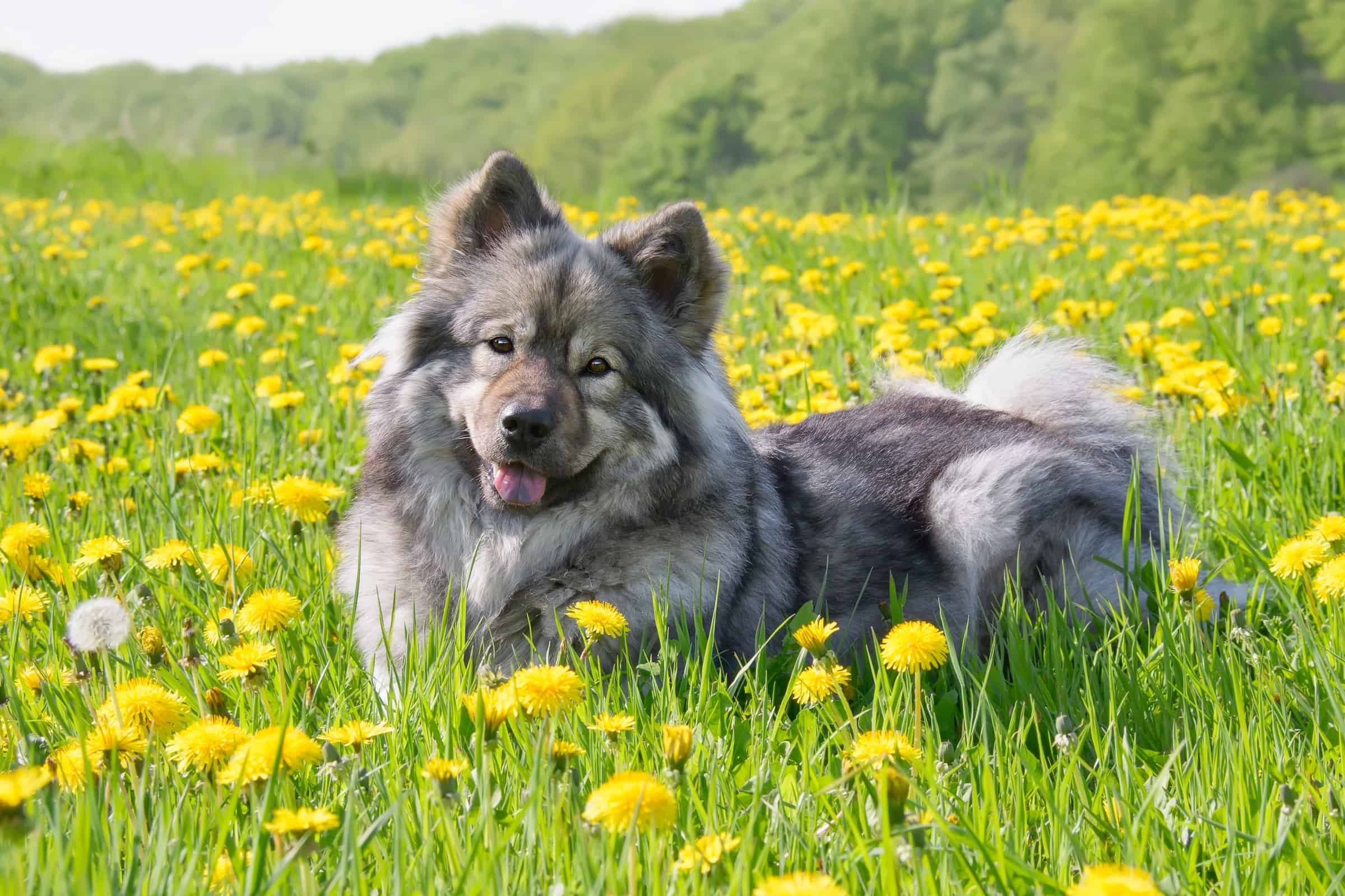 13 Dog Breeds With Purple Tongues (With Pictures & Facts)