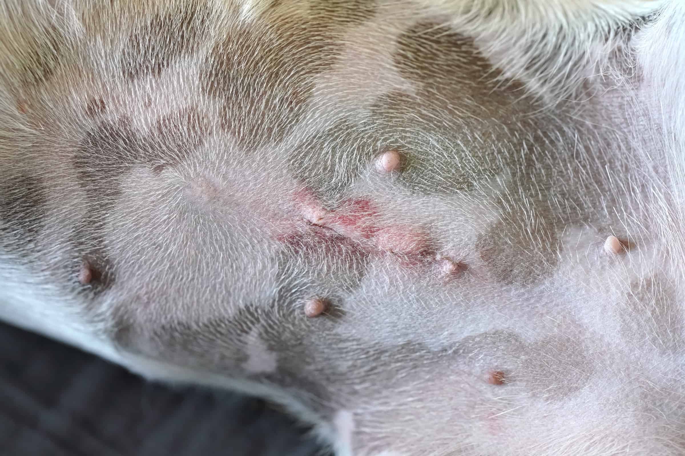 What Should a Spay Incision Look Like? - All You Need to Know