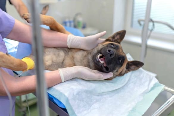 What Should a Spay Incision Look Like? - All You Need to Know