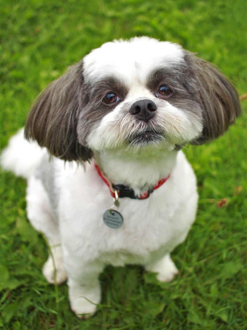 Short-Haired Lhasa Apso: Can Lhasa Apsos Have Short Hair?