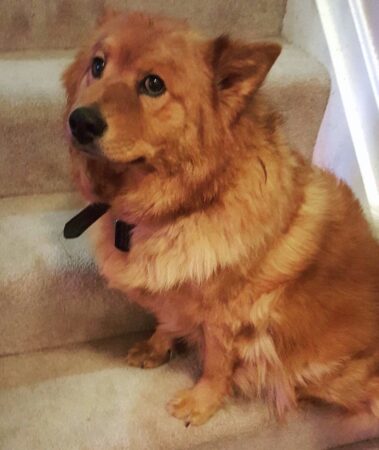 Chow Chow Mixes: 28 Different Chow Hybrids (With Pictures)