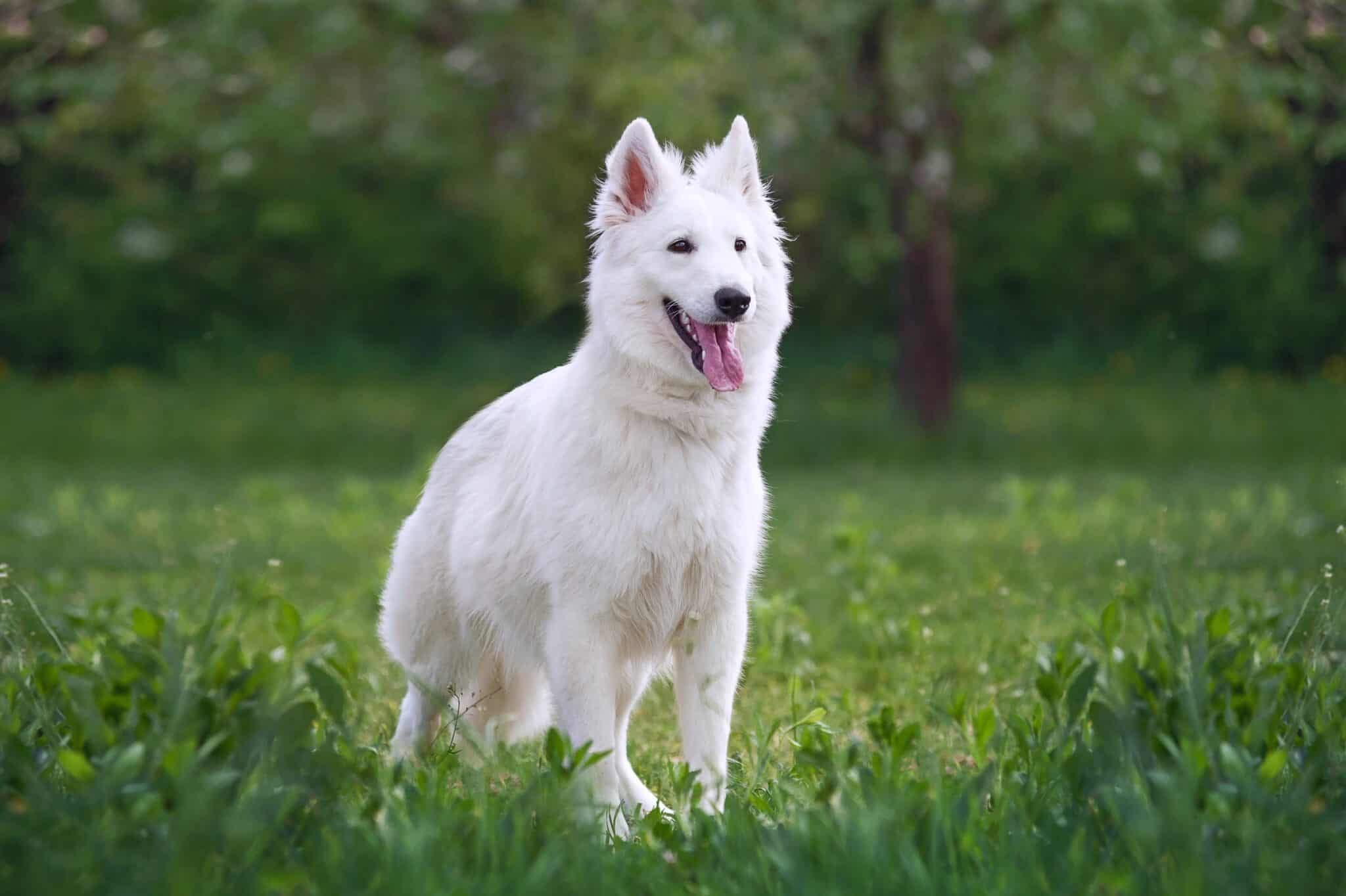 White Swiss Shepherd | Breed Information, Pictures & Facts