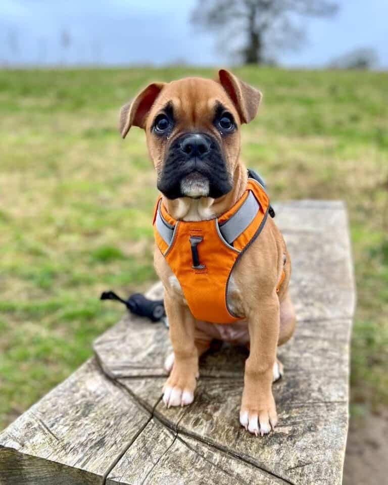 50 Wonderful Boxer Mixes That Will Surely Brighten Your Day!