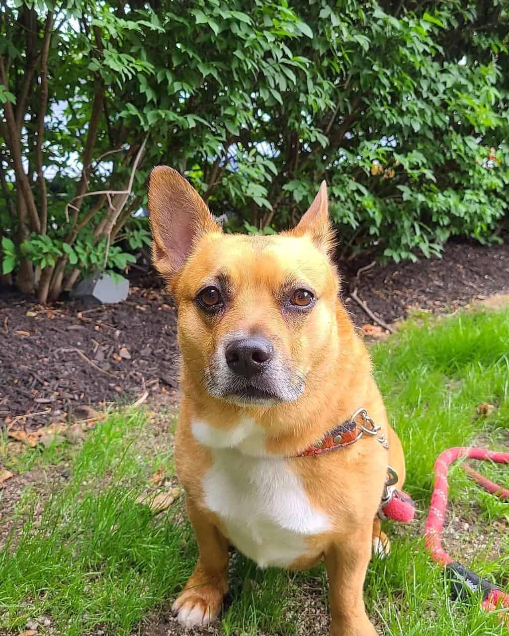 French Bulldog Mixes: 38 Adorable Frenchie Crossbreeds!