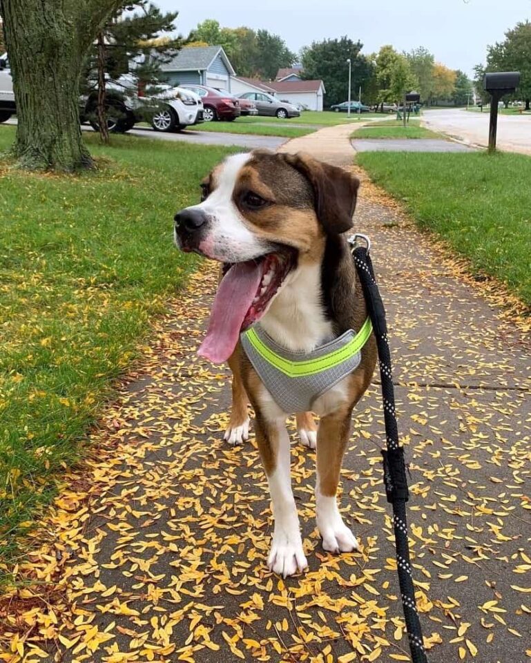 French Bulldog Mixes: 38 Adorable Frenchie Crossbreeds!
