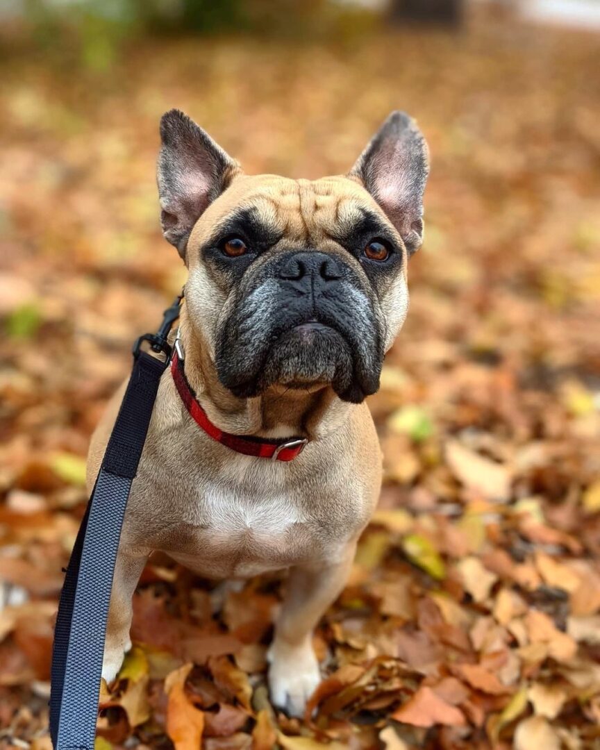 62 Pitbull Mixes That Will Make Your Day (With Pictures)