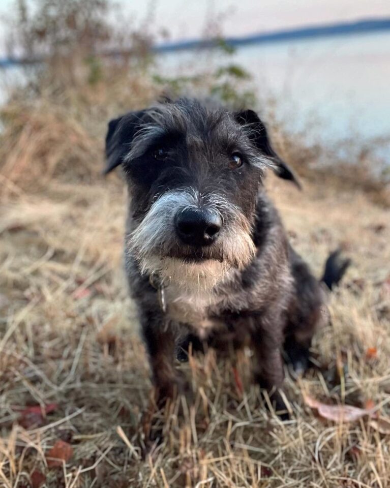 36 Bull Terrier Mixes You'll Want to Bring Home