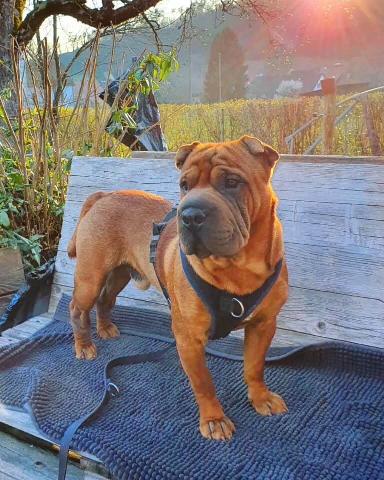 37 Interesting Shar-Pei Mixes You Must See (With Pictures)