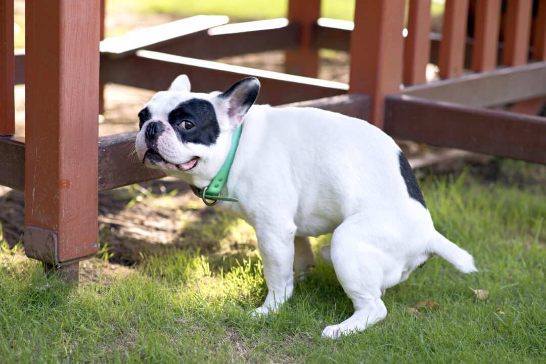 Dog Poop Stuck Halfway? - 6 Ways to Remove Stuck Dog Poop