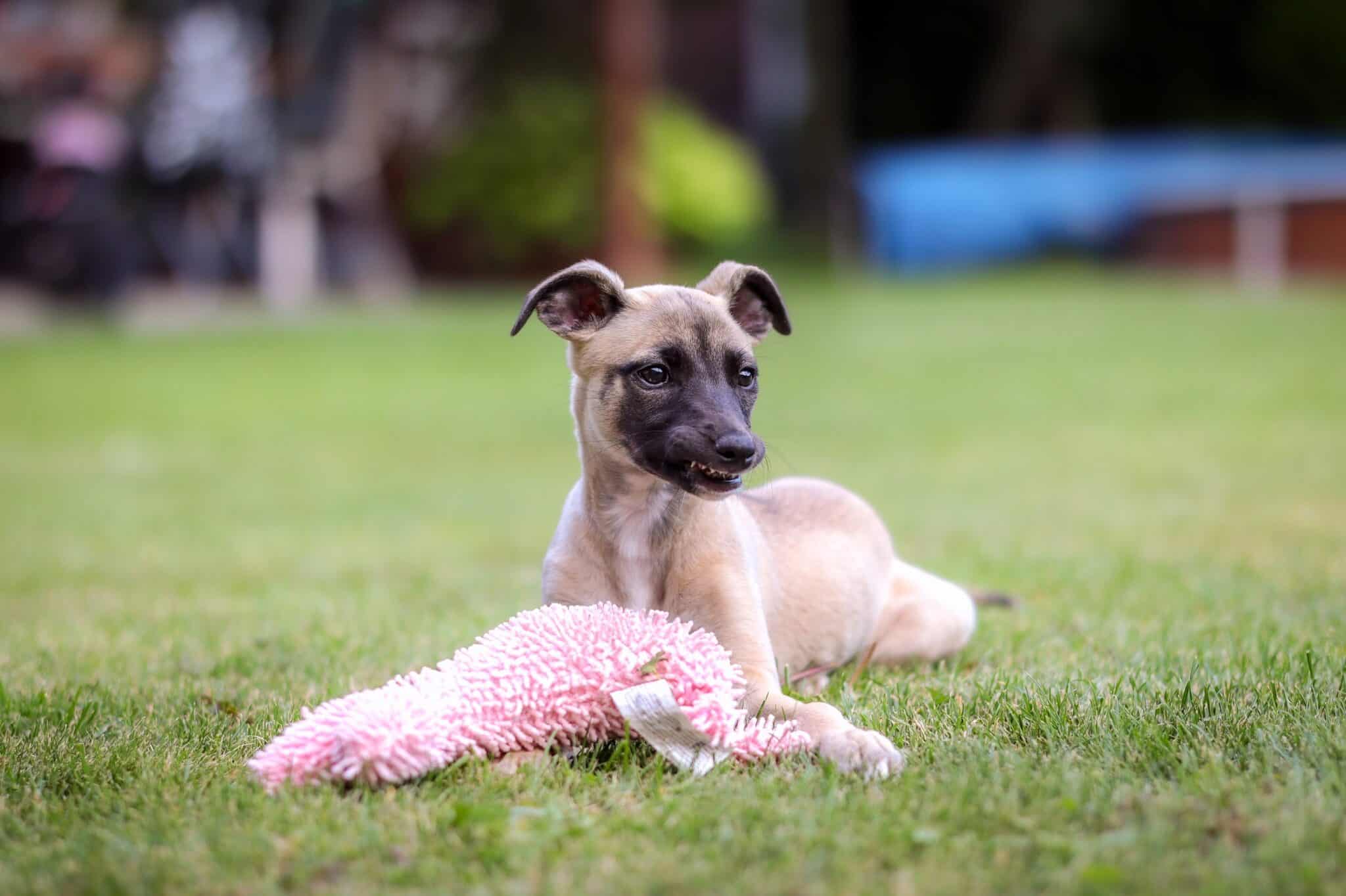 Miniature Whippet: A Complete Guide to the Mini Whippet